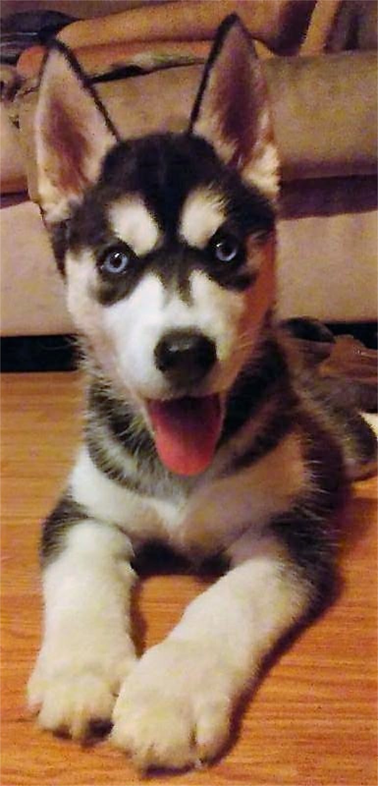 Welcome to the World of Vintage Lindy Lou!: 2016