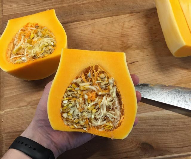 Vivipary or Why My Tomatoes Are Mutating? | Amusing Planet