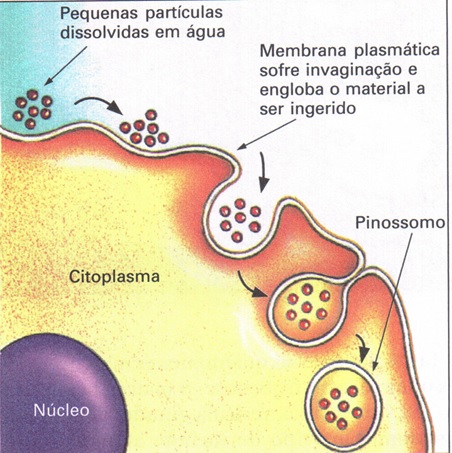 a tricolina biologa: Membranas Celulares