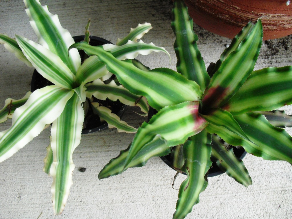 Life Among the Leaves: Tales from the Cryptanthus