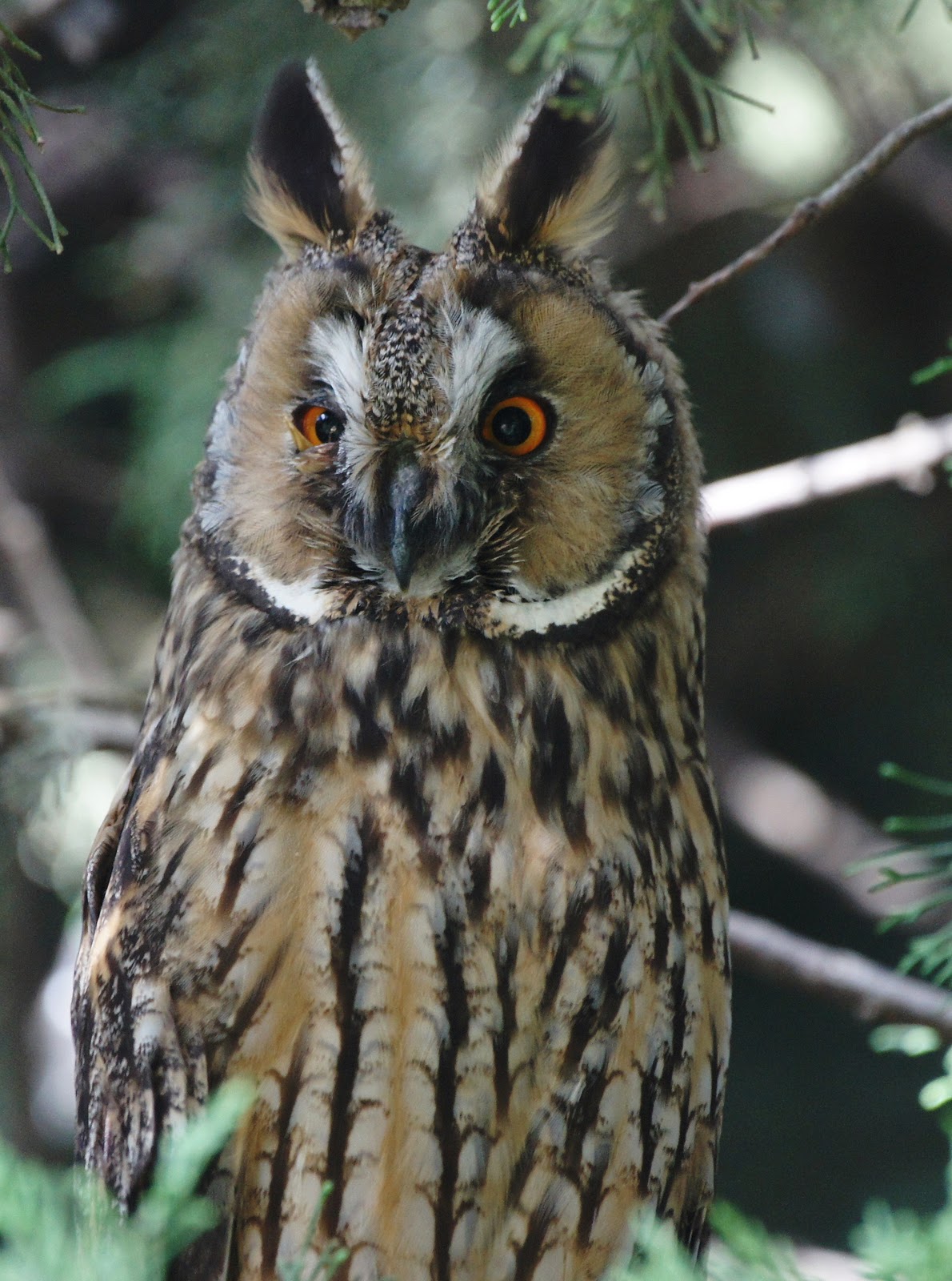 Pasión por las aves: Búho chico.(Asio otus)