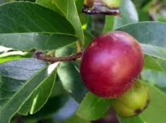 Petak Semai: KHASIAT RUKAM