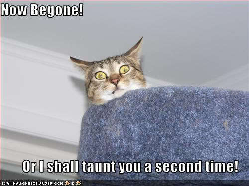 Miss Cellania: Cats Do Monty Python and the Holy Grail