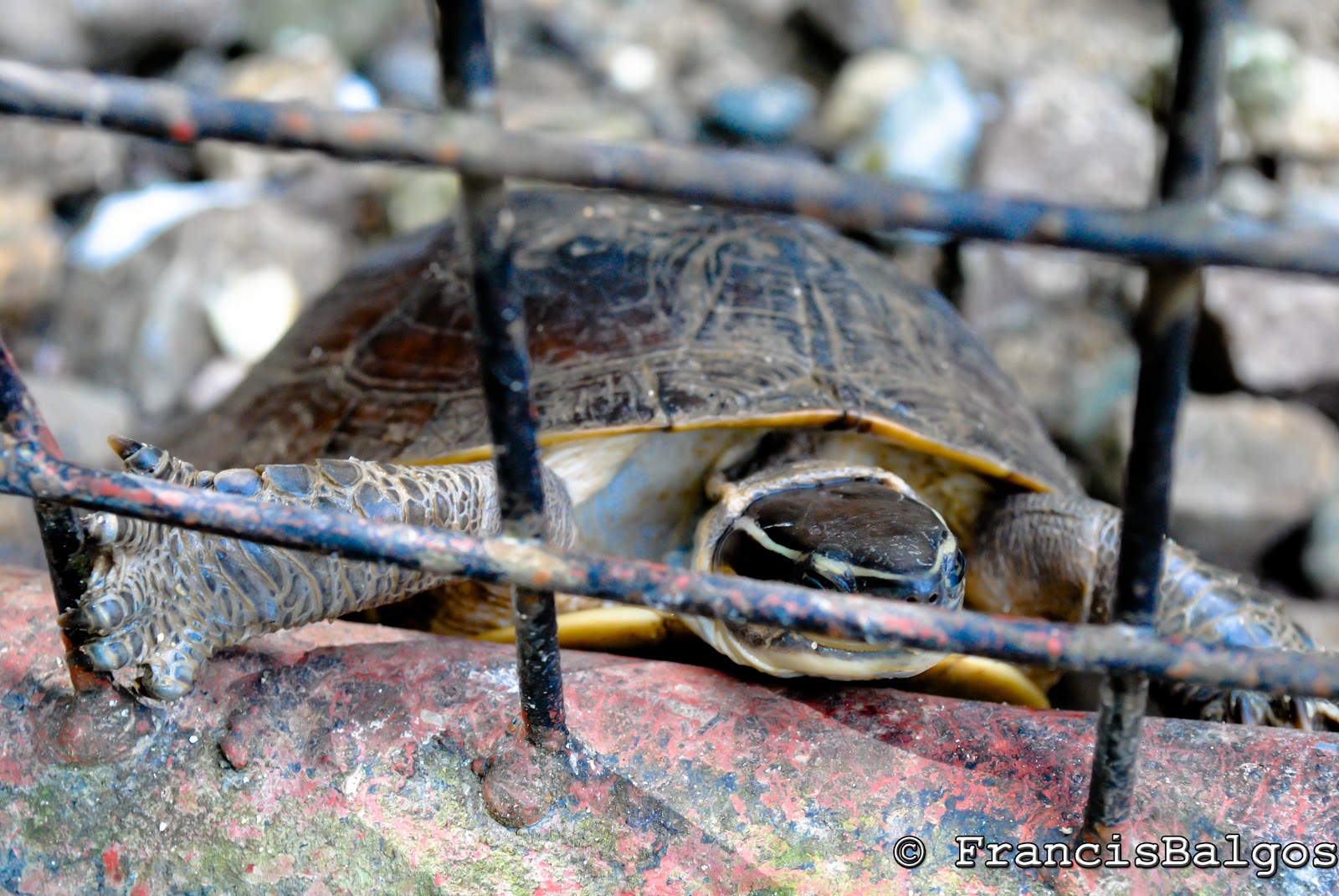 Bohol | Biggest Python ~ Pala-lagaw
