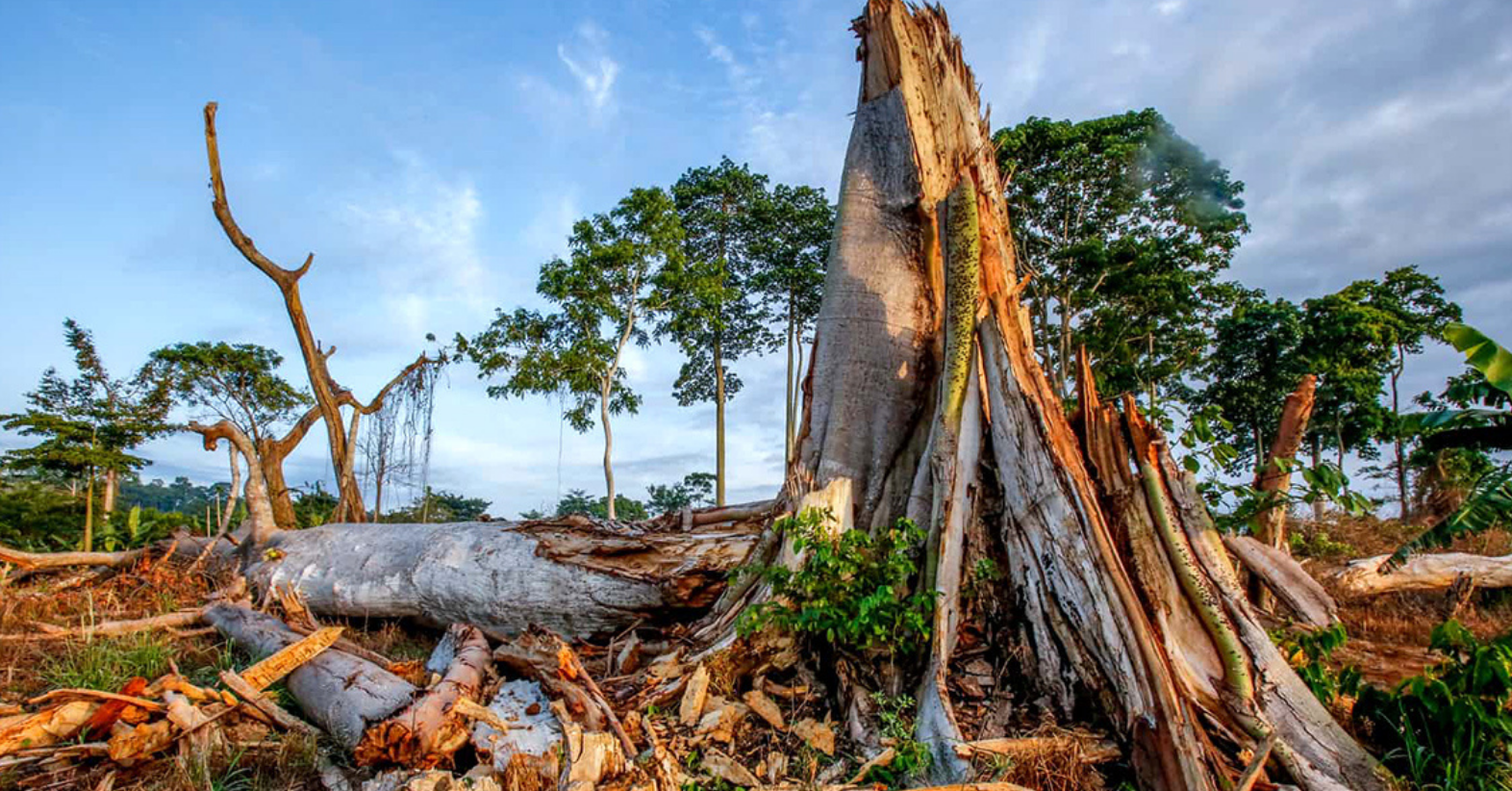 Il cacao e la deforestazione dell'Africa - No all'Italia petrolizzata