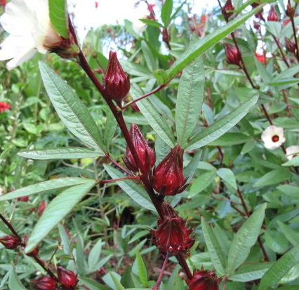 17 Khasiat Bunga Rosella Untuk Kesehatan Dan Kecantikan ~ Welcome To My ...