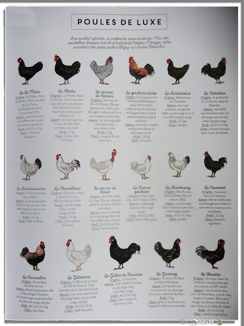 Photos Daniel: Des Poules