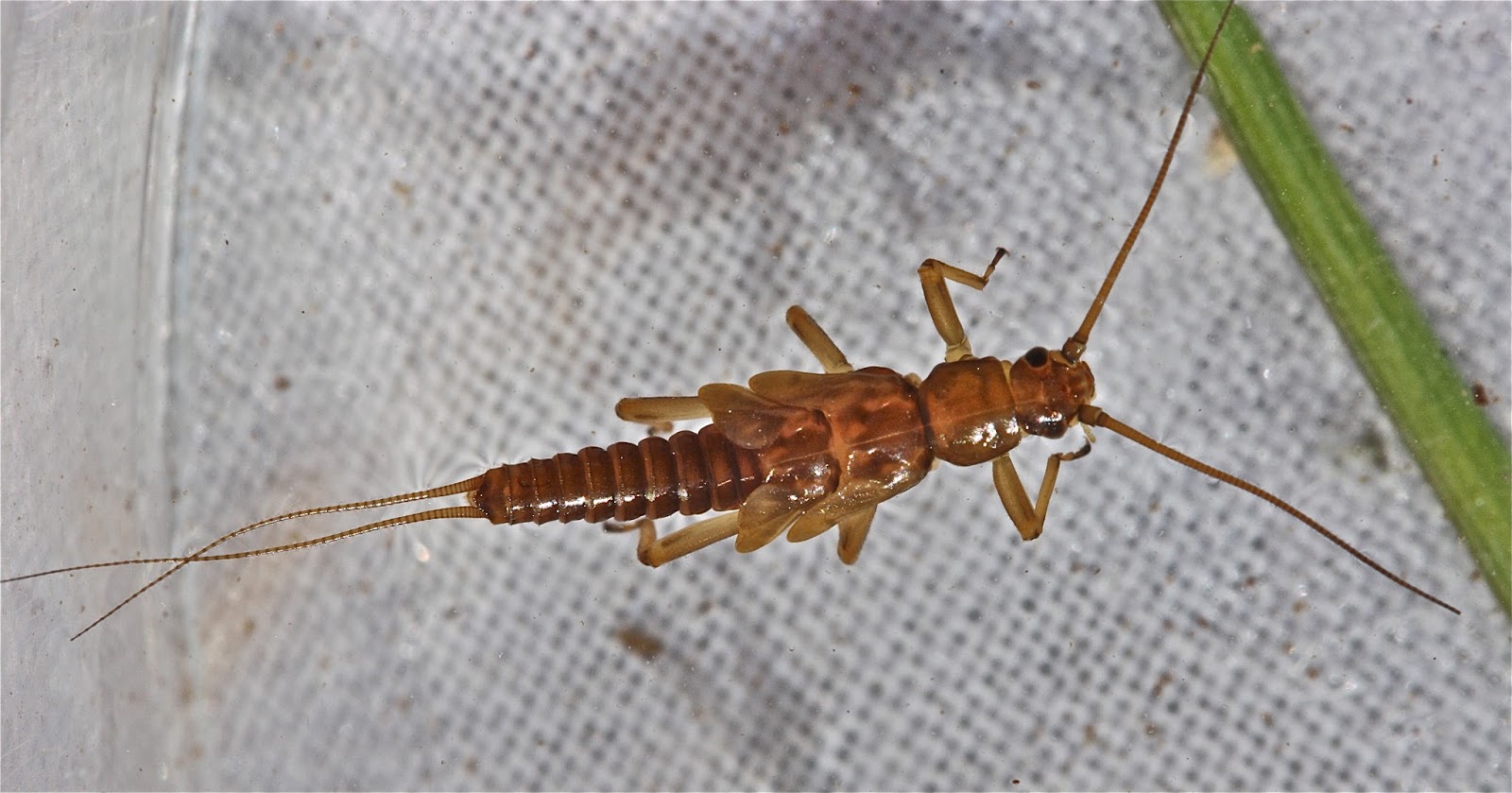 Aquatic Insects of Central Virginia: A review of the large winter stone ...