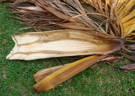 Yakin: KEGUNAAN UPIH PINANG