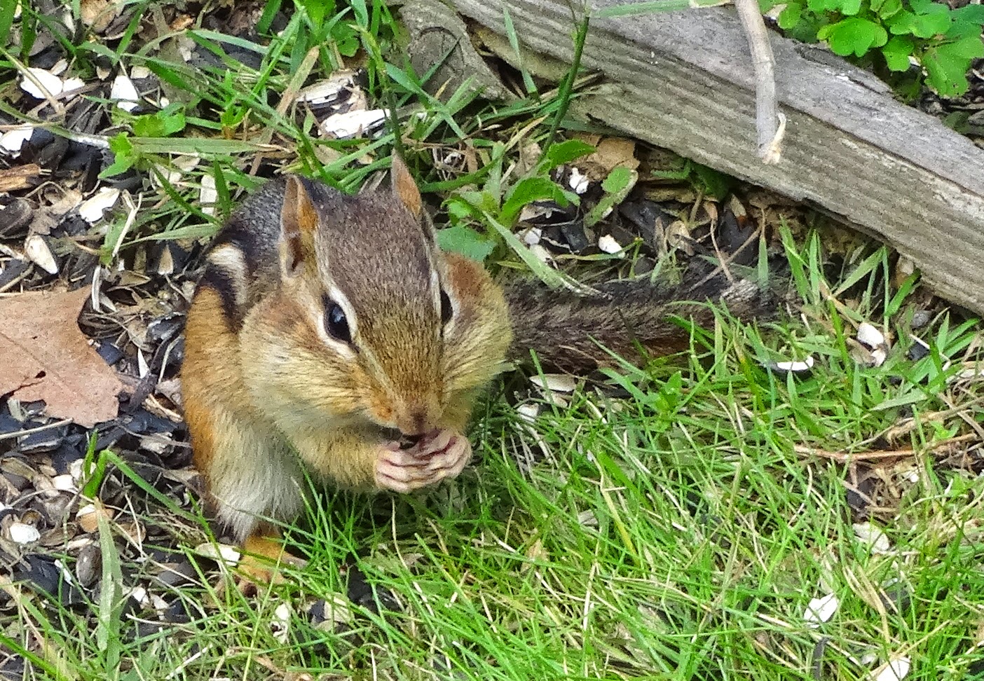 Joe's Retirement Blog: Cute Rodents, Bartlett Pond, White Horse Beach ...