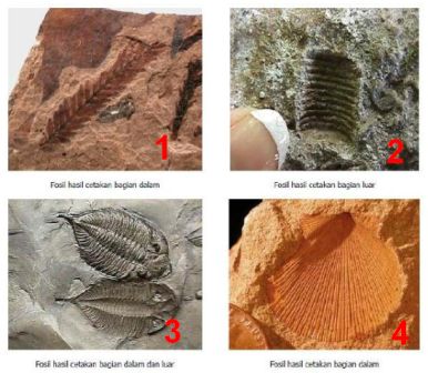 Tipe dan Jenis Fosil