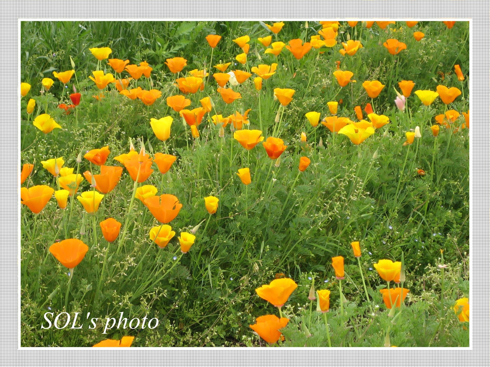 PLANTAS SUCULENTAS E FOLHAGENS ORNAMENTAIS: ღFoto de paisagens