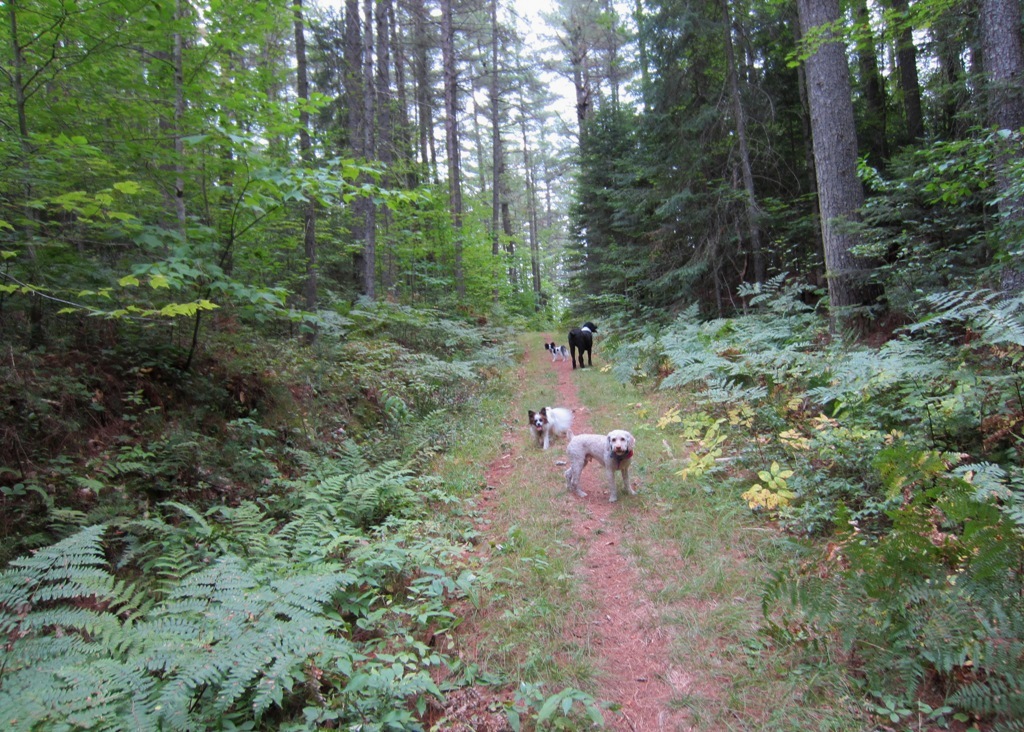 Windswept Adventure: Chapter 1 - Hike To Grasse Pond, Debar Mountain ...