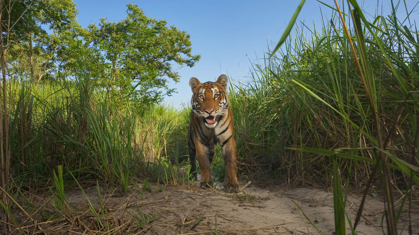 INDIA PHOTO GALLERY: Stunning Animals HD Wallpapers 2