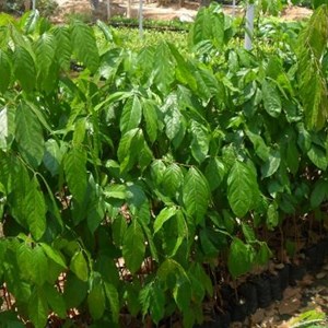 Mengenal Tanaman Jengkol