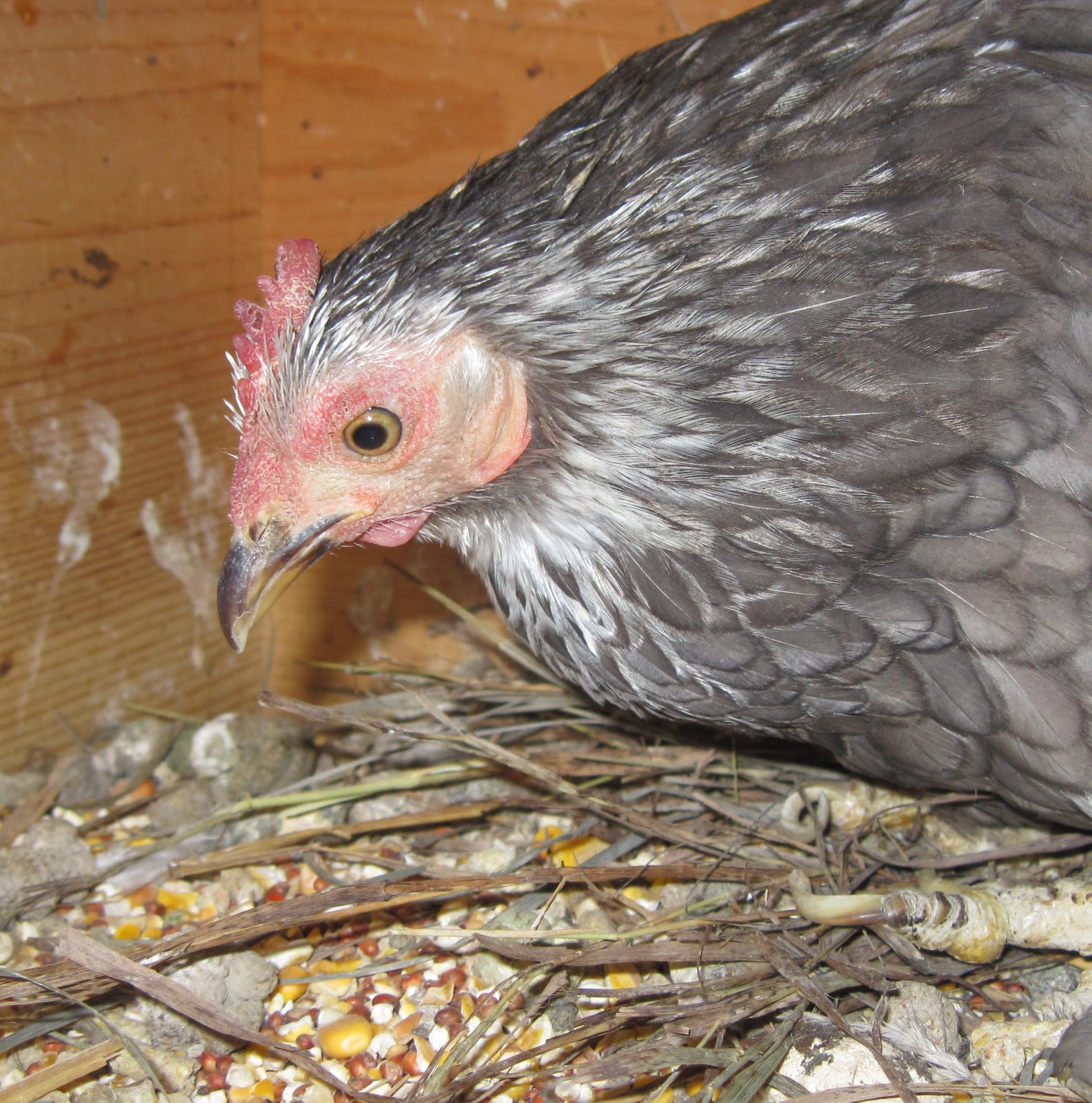 Calamity Acres Hobby Farm: Aging Chickens