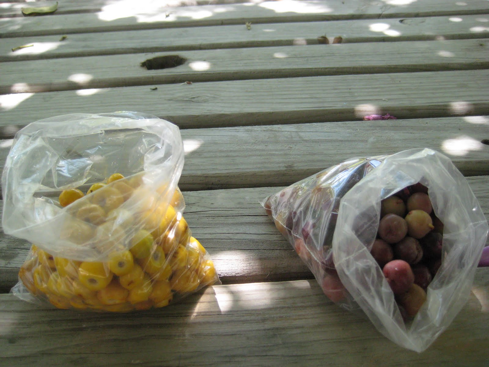 Mystery Fruits: Craboo & Seagrapes | San Pedro Scoop