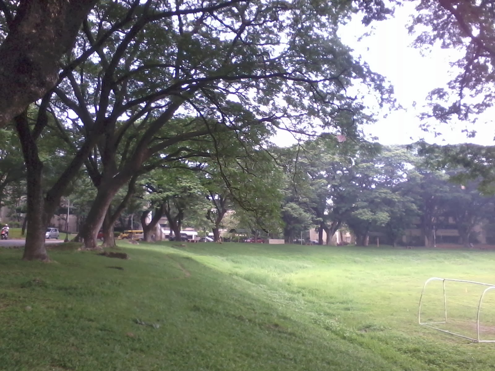 Travel and Tourism: UP Diliman's Trees, Sunken Garden