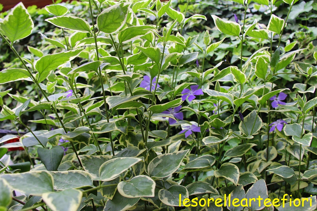 Lesorellearteefiori: Vinca o Pervinca!