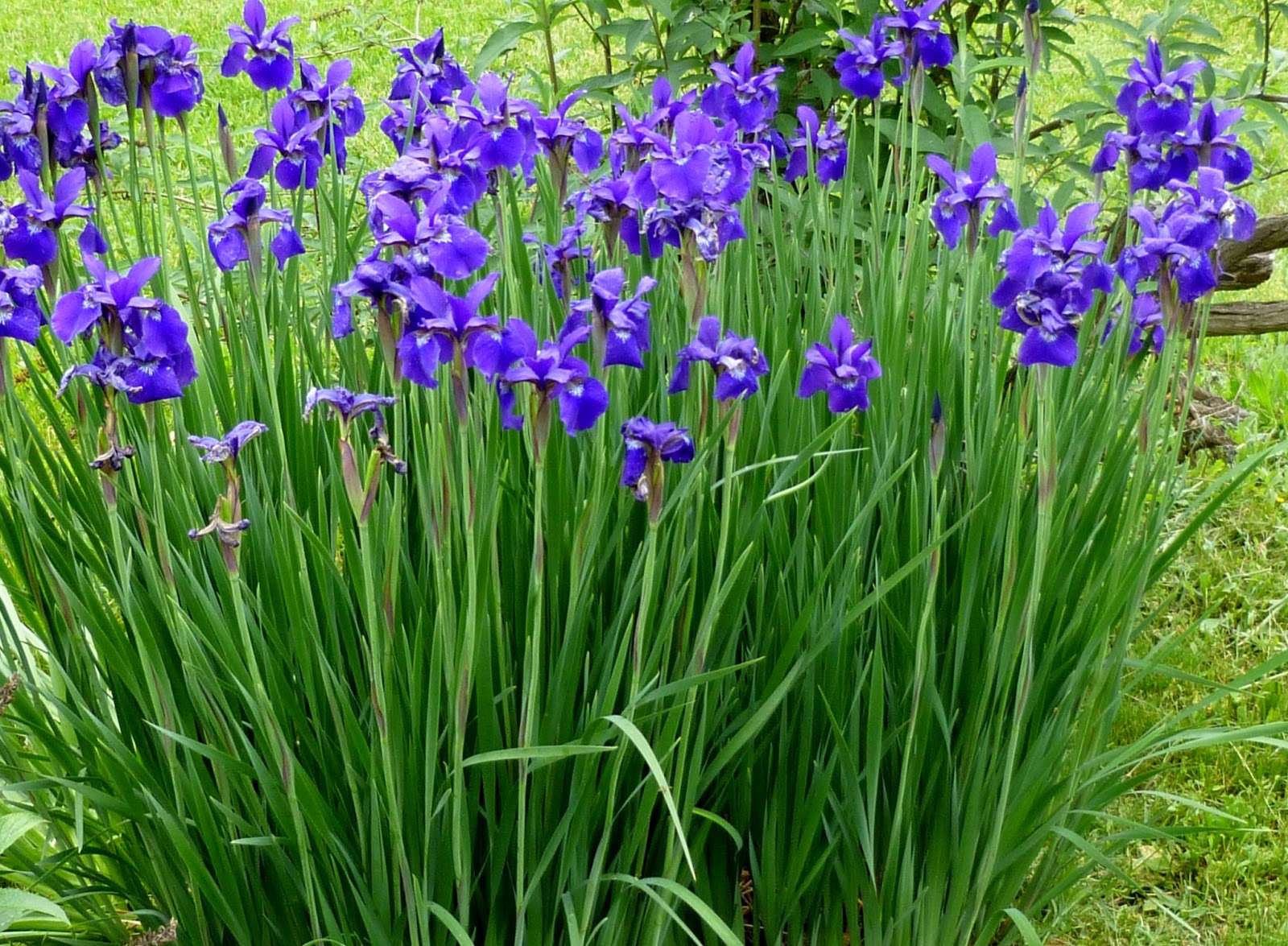 REFLECTIONS: Backyard Irises