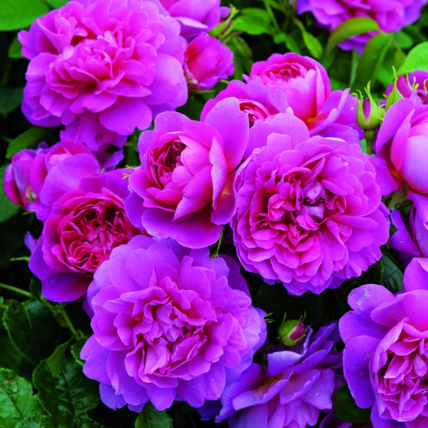 Mon petit jardin en Sologne: Commande Promesse de fleurs