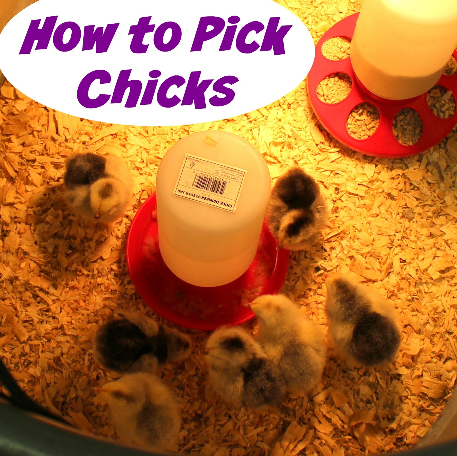 How to Pick Chicks - The (mis)Adventures of a Homesteadin' Mama