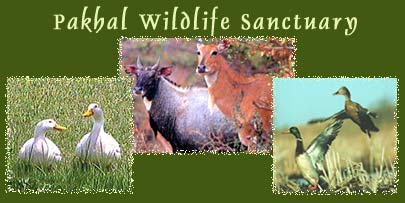 Pakhal Wildlife Sanctuary | AP Heritage
