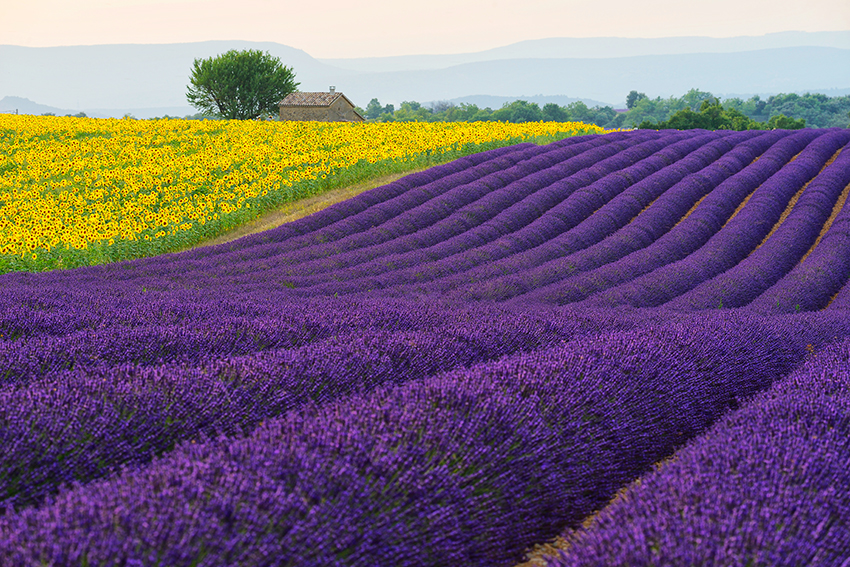 Provence, France ~ travell and culture