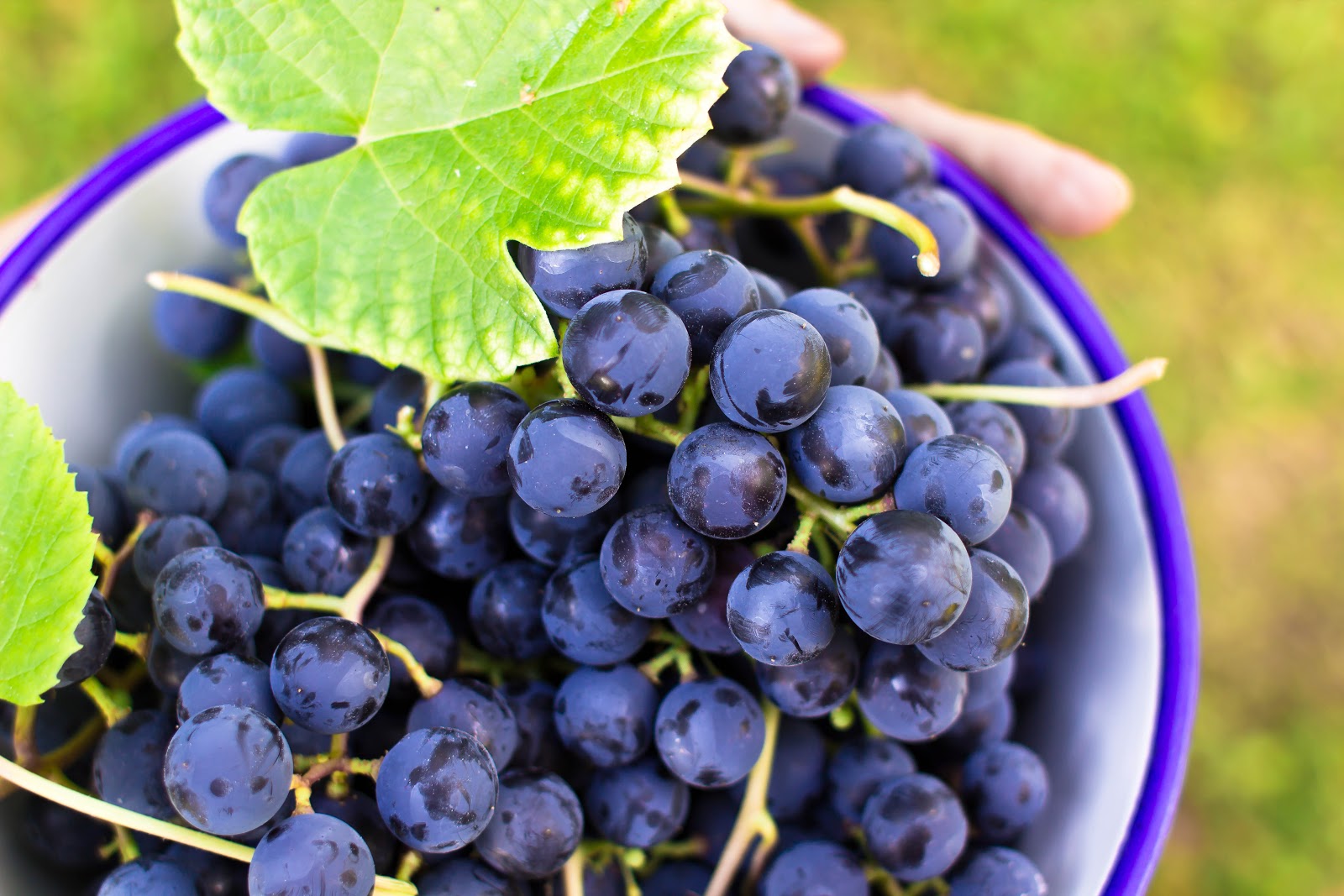 Keittiökameleontti: Viikuna-smoothie