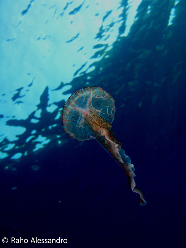 Necton e Plancton: Cnidari: Medusa Luminosa