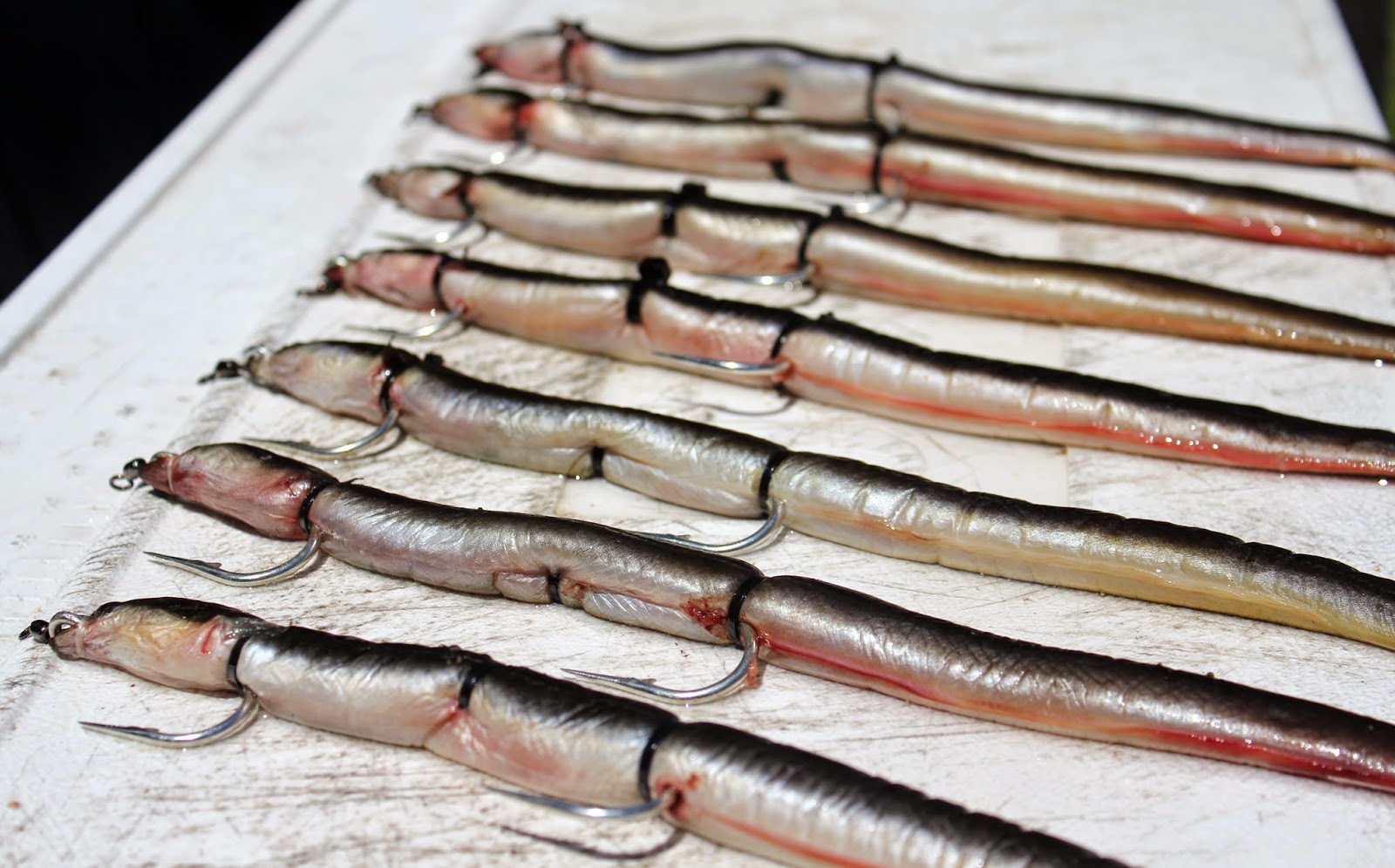 The Connecticut Yankee: American Eels