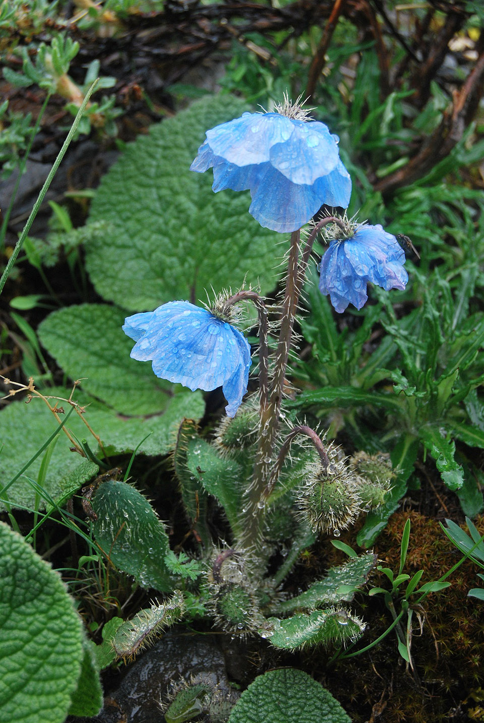 Meconopsis World - A Visual Reference: Meconopsis horridula - Photos In ...