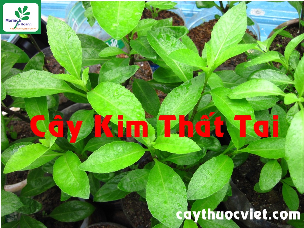 Cây kim thất tai là một vị thuốc mới được phát hiện là có công dụng trị ...