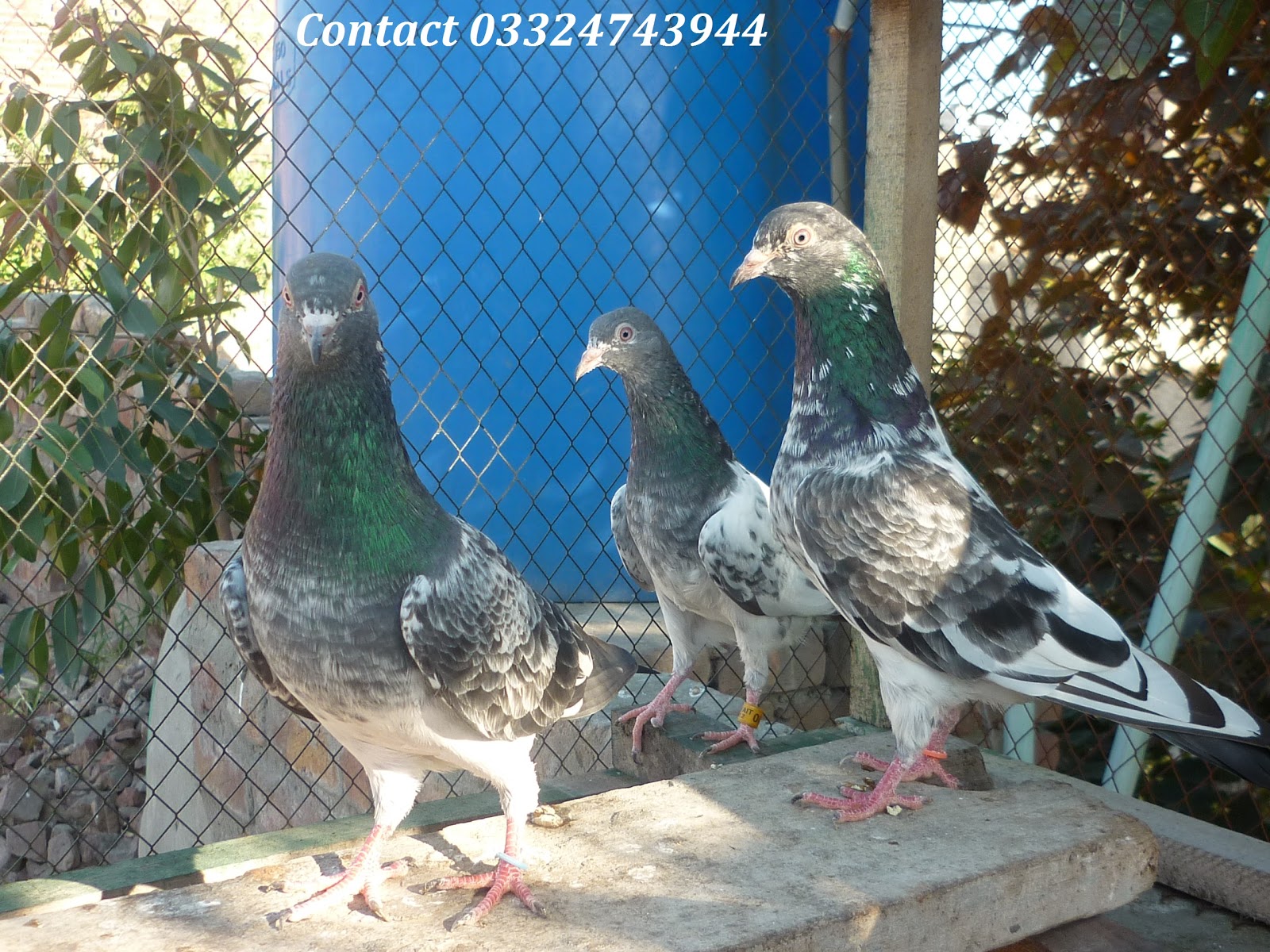 Golden,Teddy,Dabwalay, Pigeons For sales - Pigeons Pics | Latest ...