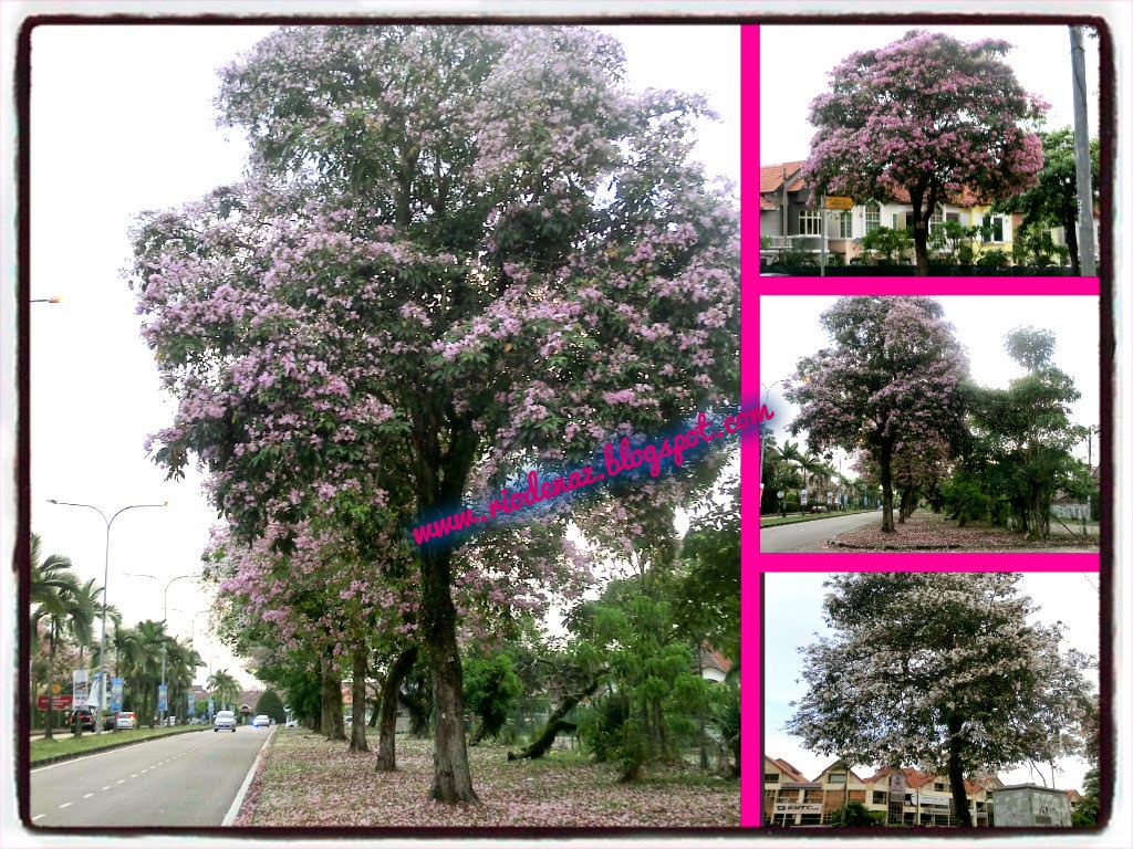 Rio Azzaro: Angsana Malaysia persis Sakura