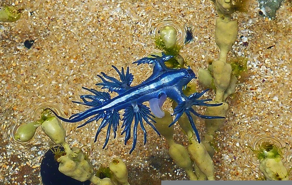 Blue Angel ~ Nature Conservancy