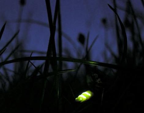 All About Wildlife: Glow Worm (Arachnocampa luminosa)