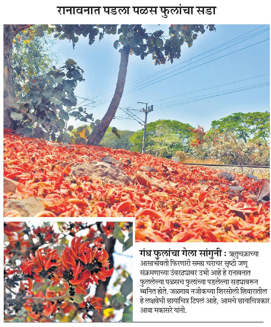 Best Moment Photoes: Palash flower tree images