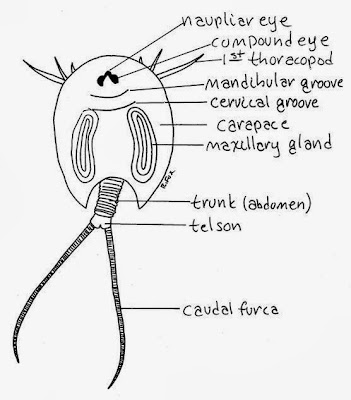 Triops, The 350 Million Years Old Species - For Fum And Interesting ...