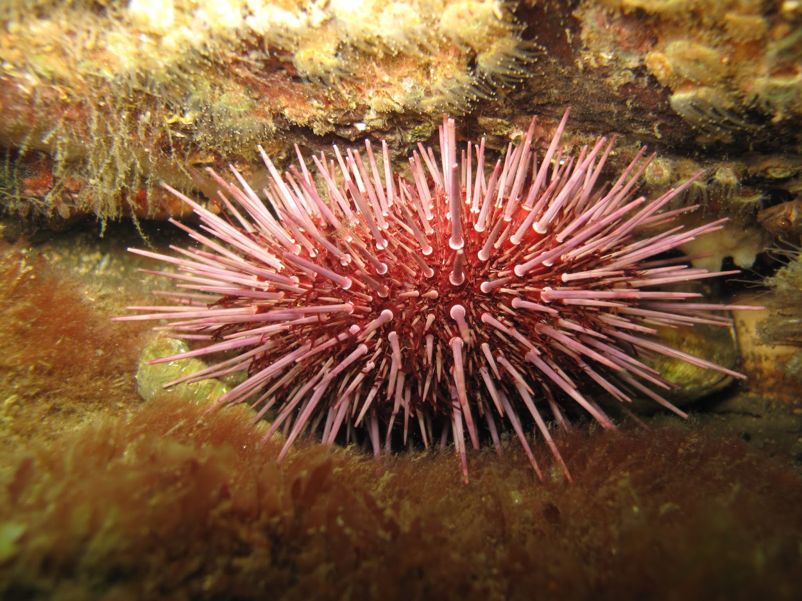 Some Updates and how you can help our scientists