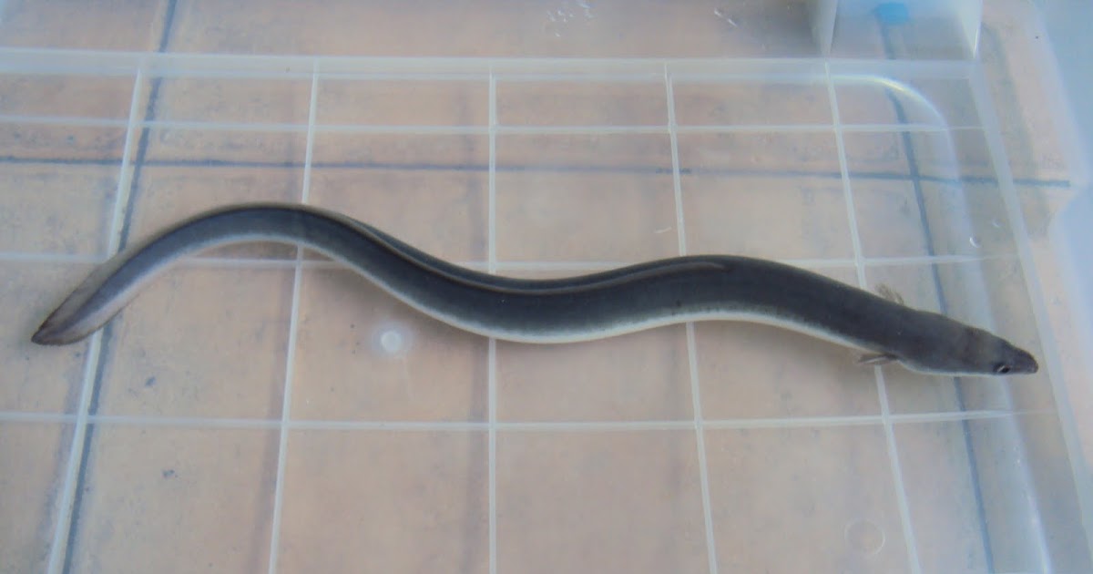 Taxonomía Chordata: Clase Actinopterygii Orden Anguilliformes