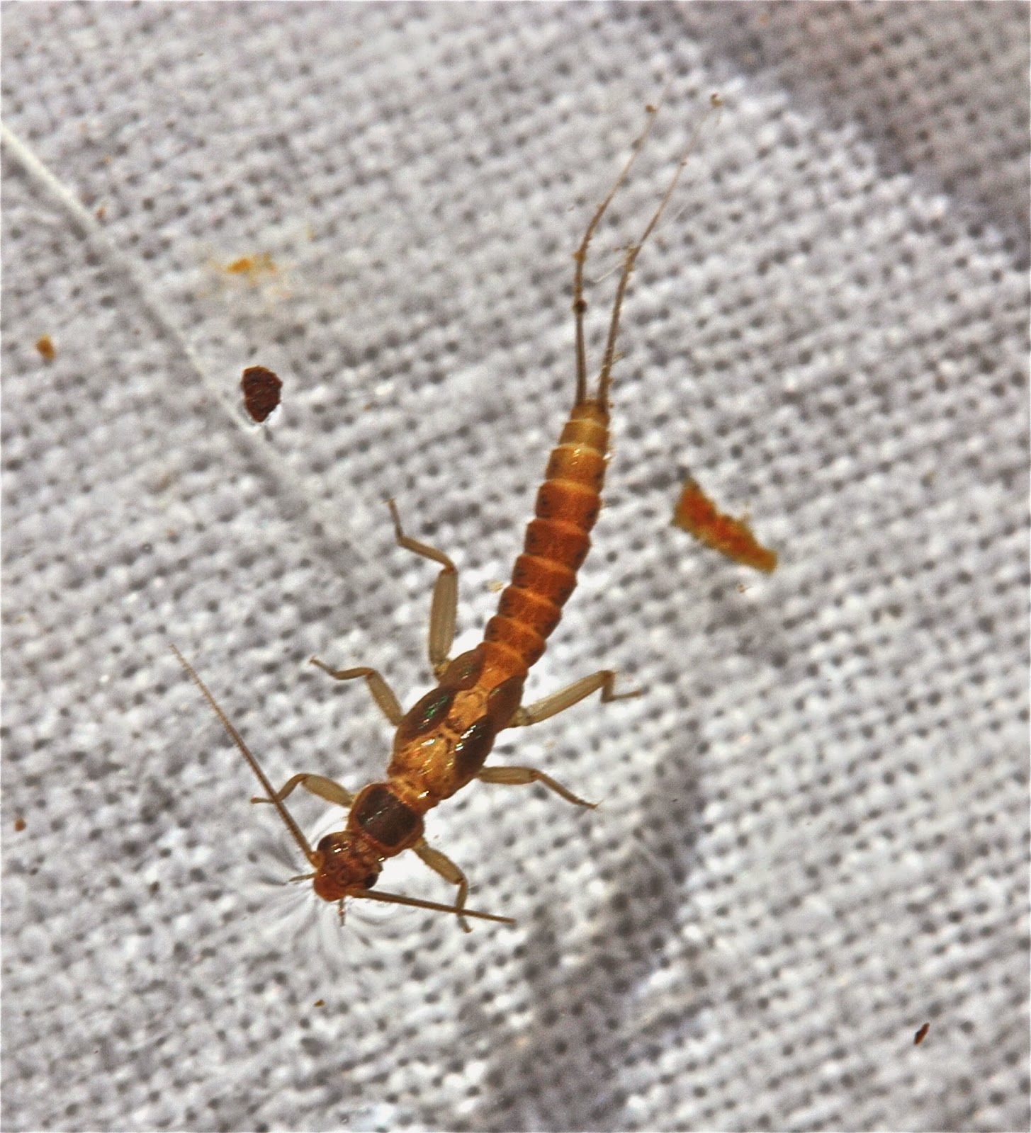 Aquatic Insects of Central Virginia: Rolled-winged stoneflies ...
