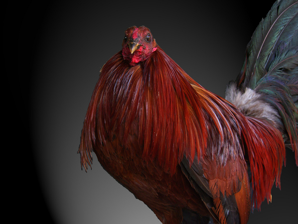 El Polvorin: Brown Red