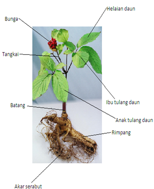 TUGAS KOMPUTER DESI: TANAMAN GINSENG