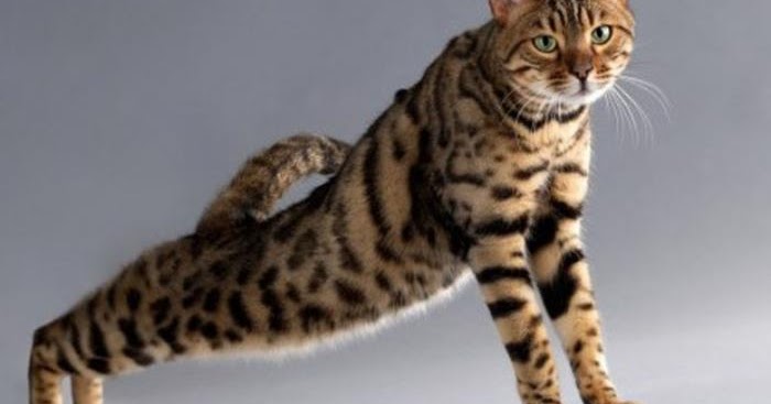 kucing-rajin-melakukan-peregangan-badan-setiap-bangun-tidur_20160423 ...