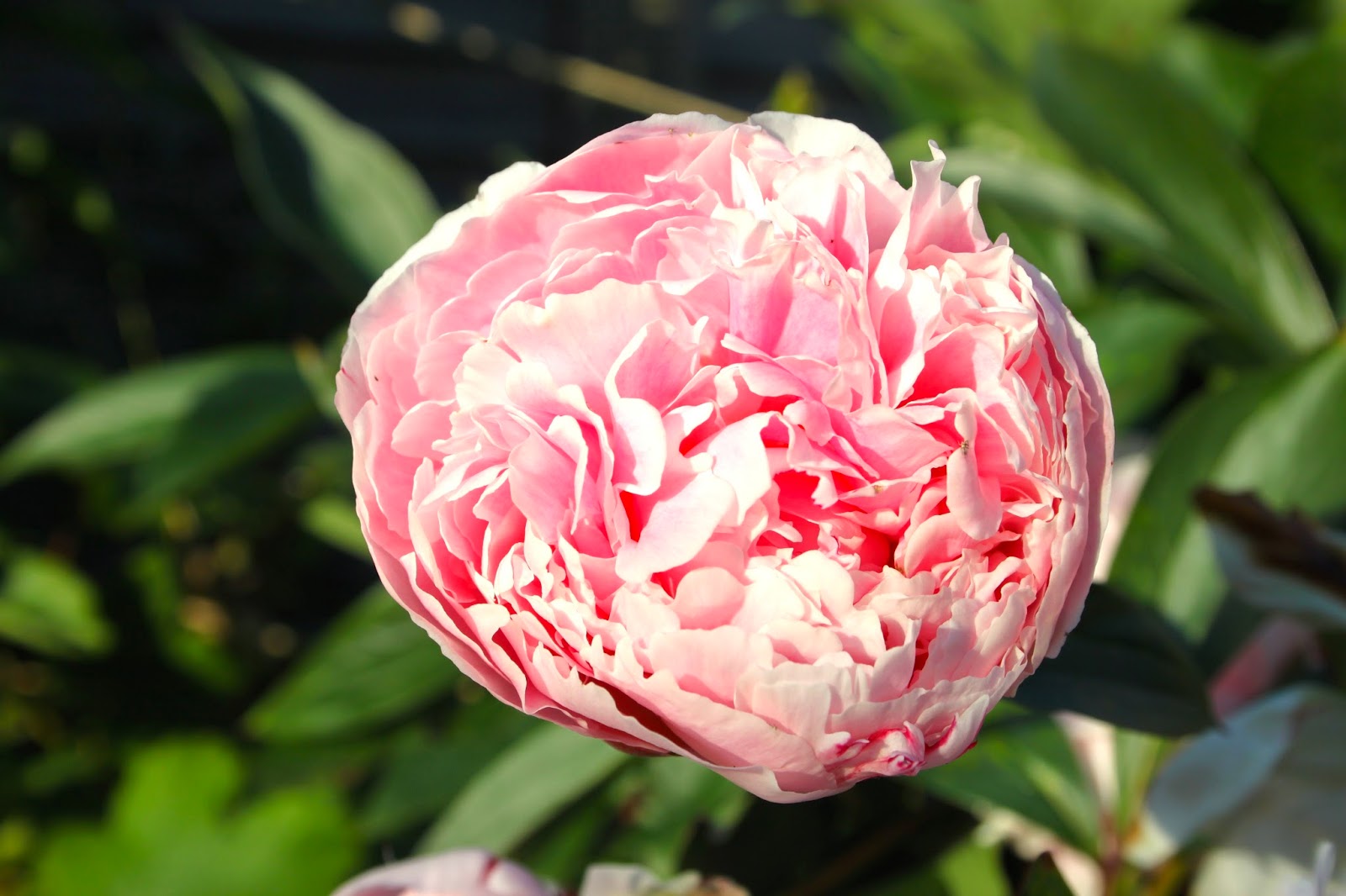 Corner Cottage Bakery: Roasted Flat Peaches