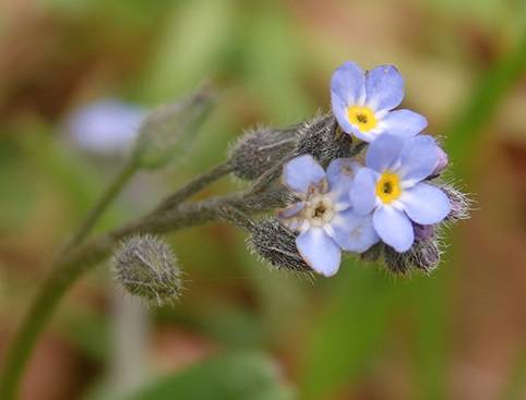 MYOSOTIS, MIOSOTIS O NOMEOLVIDES. Flores silvestres diminutas pero muy ...