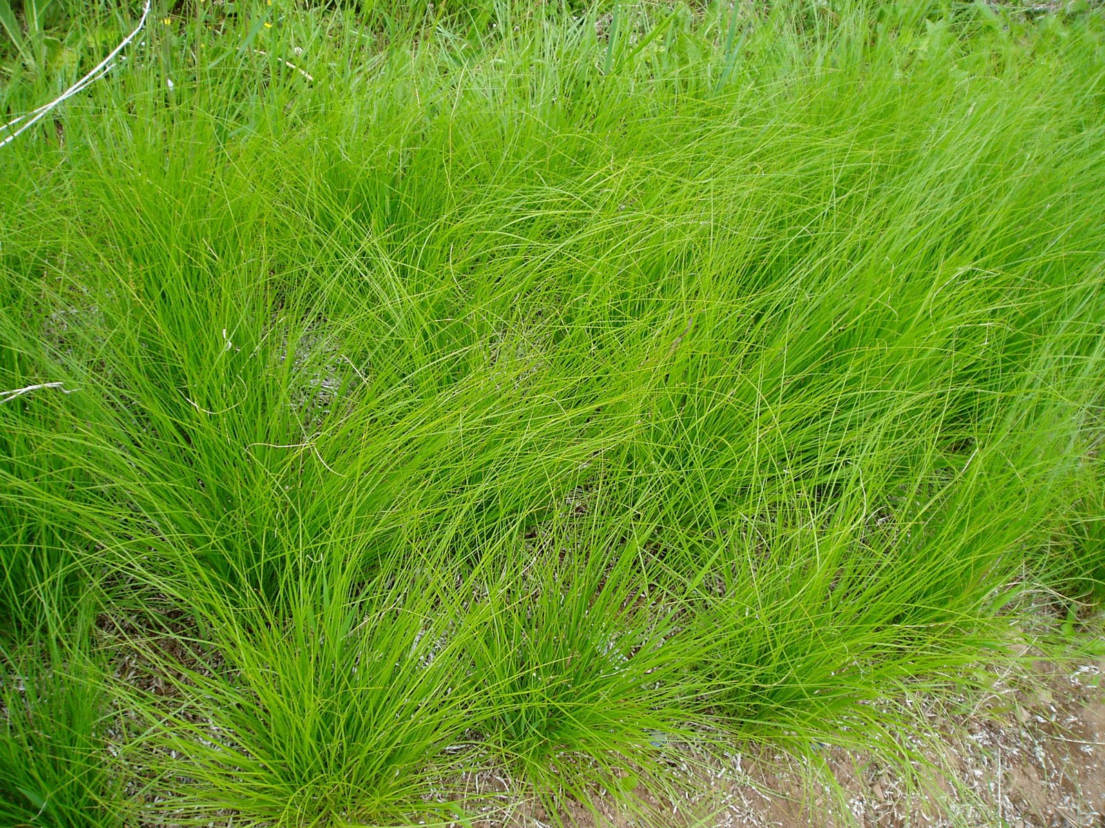 Lovegrass Farm: Sporobolus heterolepsis (Prairie dropseed) at Lovegrass ...