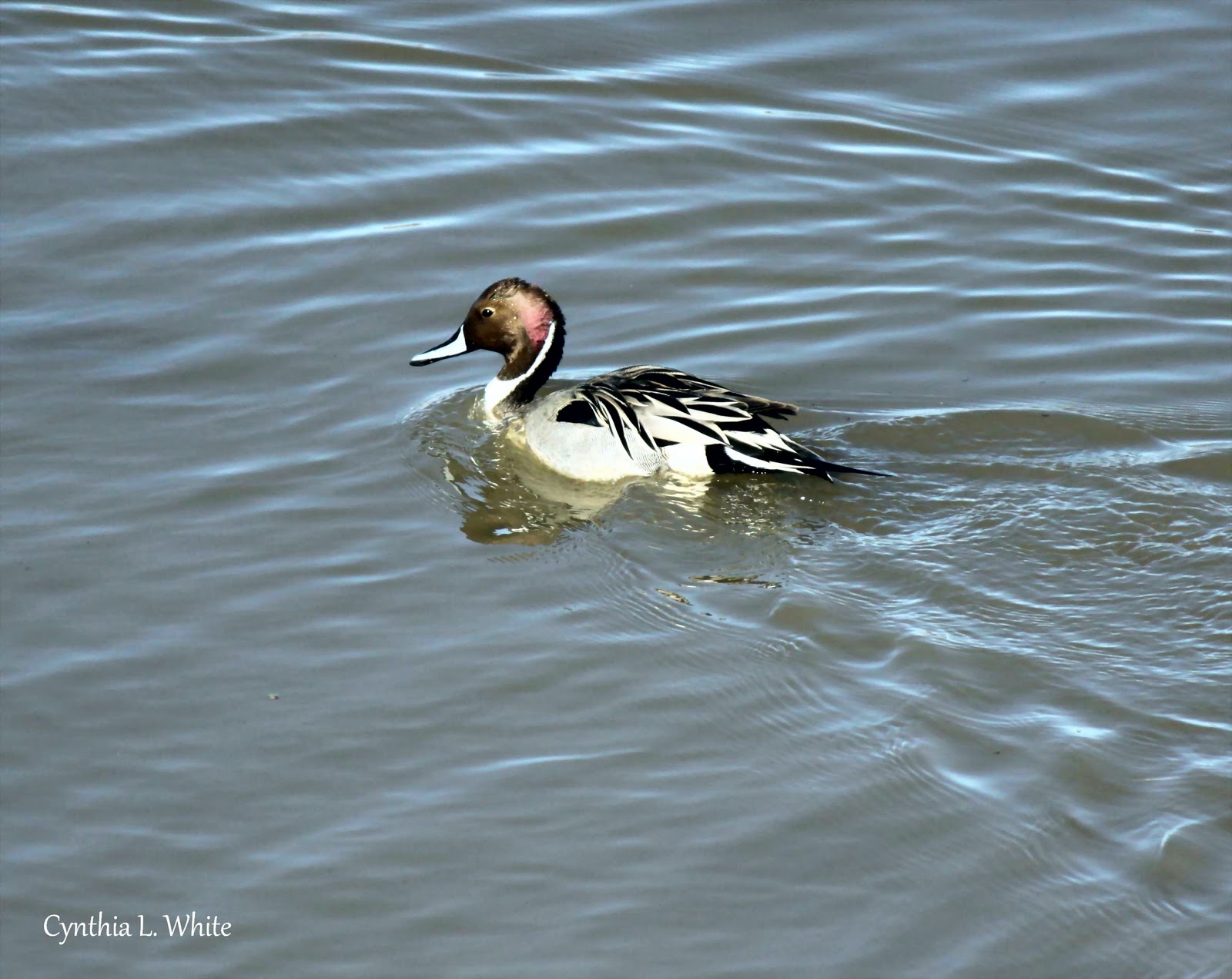 Preskittgurl: Northern Pintail - Wings on Wed.
