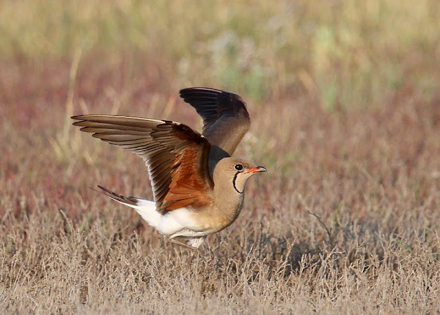 Richard Smith - Birdwatching Days Out: ROMANIA, Sinoe, Constanta, Part ...